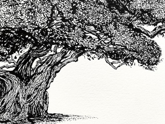 Pencil Drawing Oak Tree Black And White Archival 5 X BOOK REVIEW: