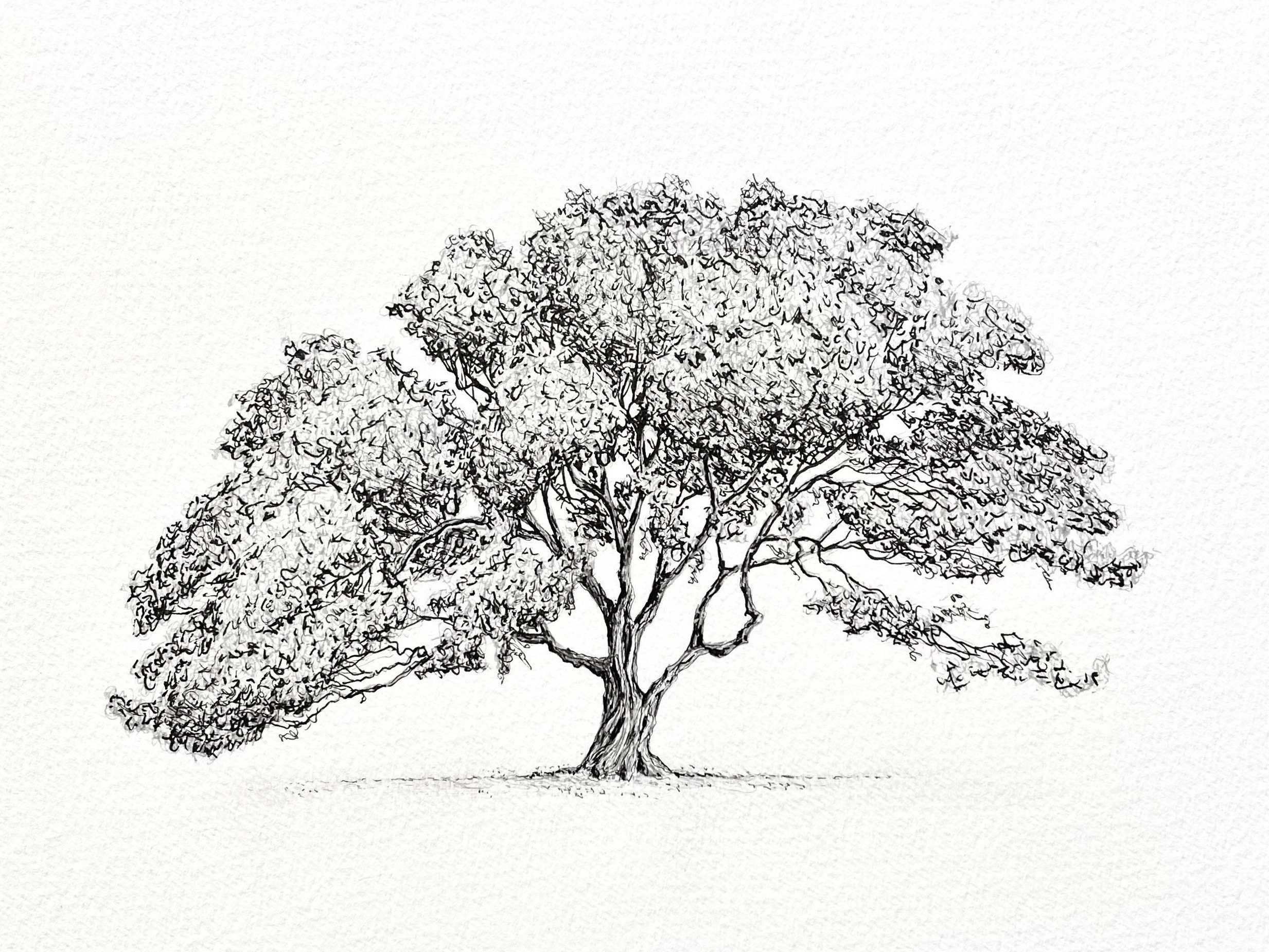 Oak Tree Pencil Drawing