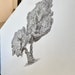 Olive Tree Original Artwork. Black and White, Beautiful Old Tree. Hand ...