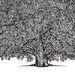 Fine Line Tree Original Large Wall Artwork. Pen and Ink Drawing. Black ...