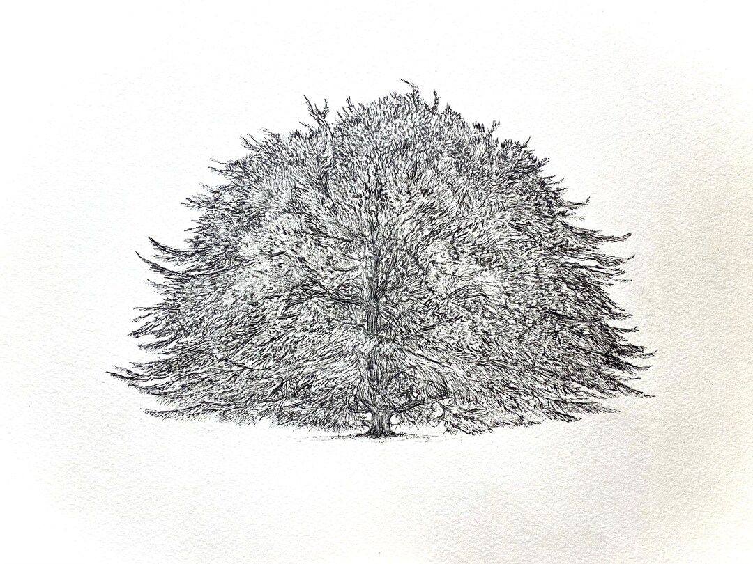 Yew Original Ink Tree Drawing. Hand Drawn Fine Line. Black and White ...