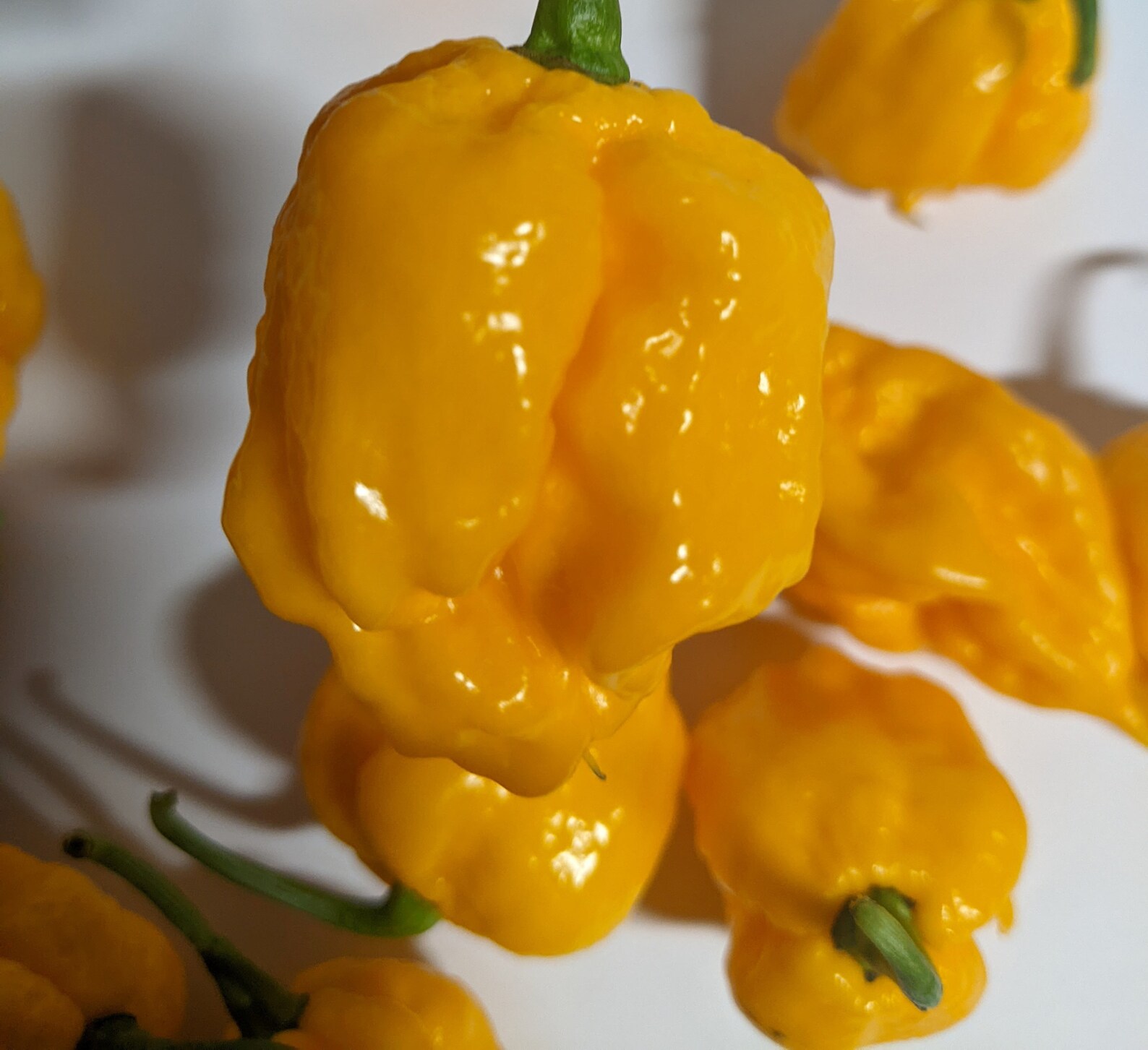 Yellow Carolina Reaper Pepper Seeds 20 EXTREME HEAT - Etsy