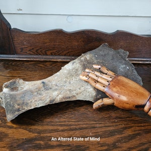 Naturally Cleaned Cow Shoulder Bone Authentic Economically Sourced ...