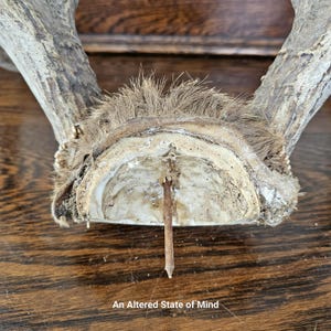 Vintage 3 Point Deer Antlers, Mountable, Taxidermy Skull Cap, Whitetail ...