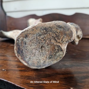 Naturally Cleaned Cow Shoulder Bone Authentic Economically Sourced ...