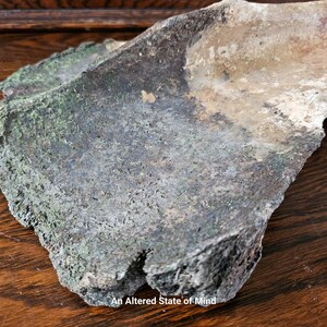 Naturally Cleaned Cow Shoulder Bone Authentic Economically Sourced ...