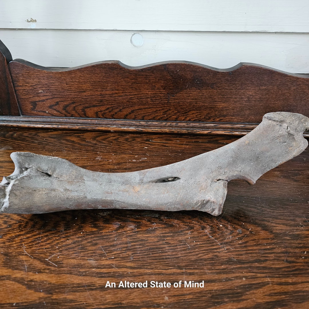 Naturally Cleaned Cow Leg Bone Ethically Sourced, Large Real Cow Bovine ...