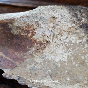 Naturally Cleaned Cow Shoulder Bone Authentic Economically Sourced ...