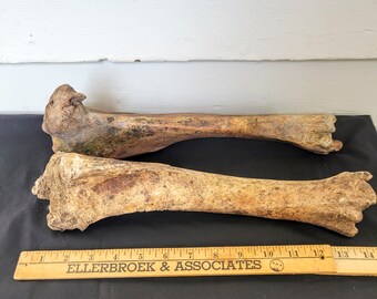 Real Animal Bones - Etsy