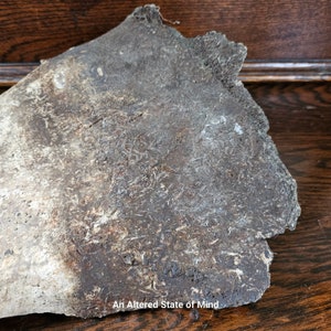 Naturally Cleaned Cow Shoulder Bone Authentic Economically Sourced ...