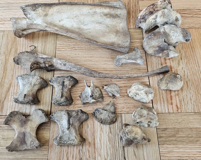 Ethically Sourced Deer Bone Lot - Macabre Altar Decor - Craft Grade - Etsy