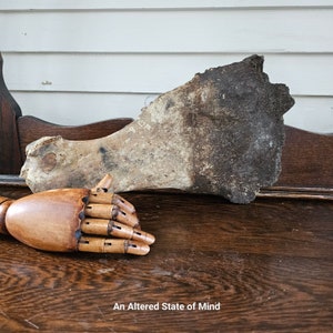 Naturally Cleaned Cow Shoulder Bone Authentic Economically Sourced ...