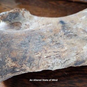 Naturally Cleaned Cow Shoulder Bone Authentic Economically Sourced ...