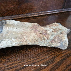 Naturally Cleaned Cow Shoulder Bone Authentic Economically Sourced ...