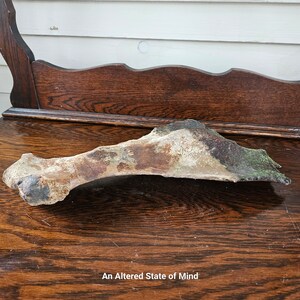 Naturally Cleaned Cow Shoulder Bone Authentic Economically Sourced ...