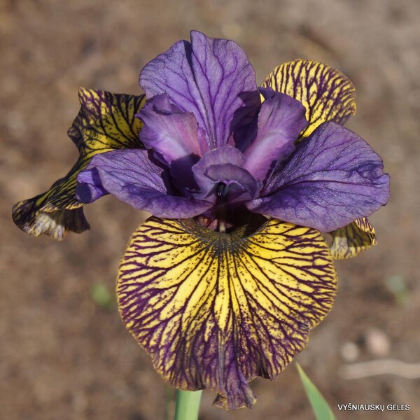 Water Iris - Etsy