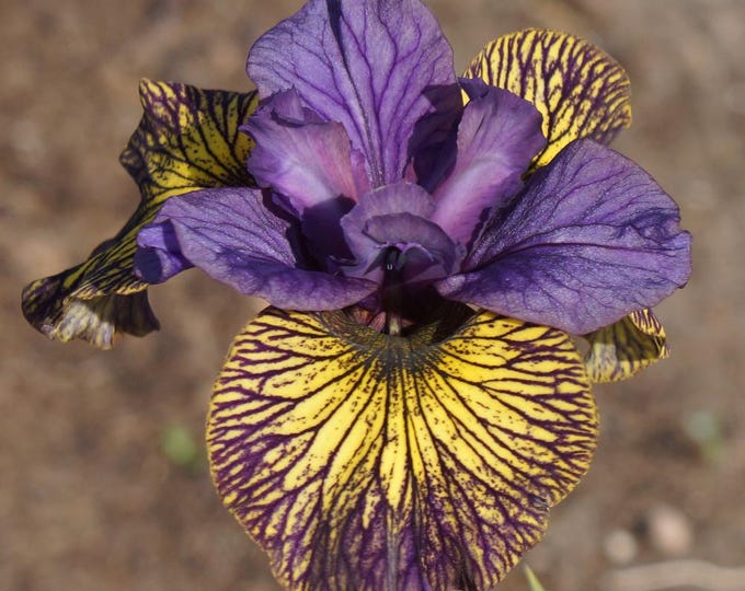 Purring Tiger Siberian Iris Bareroot Plant - Etsy