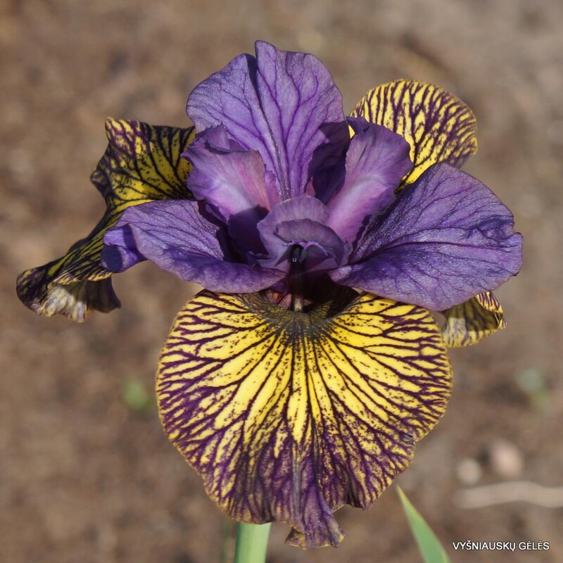 Water Iris - Etsy