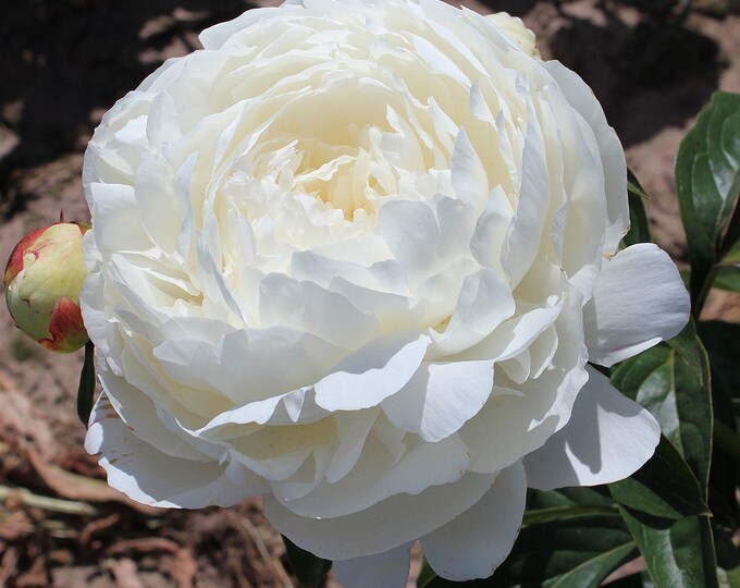 Elsa Sass Bush Peony Bareroot Plant - Etsy