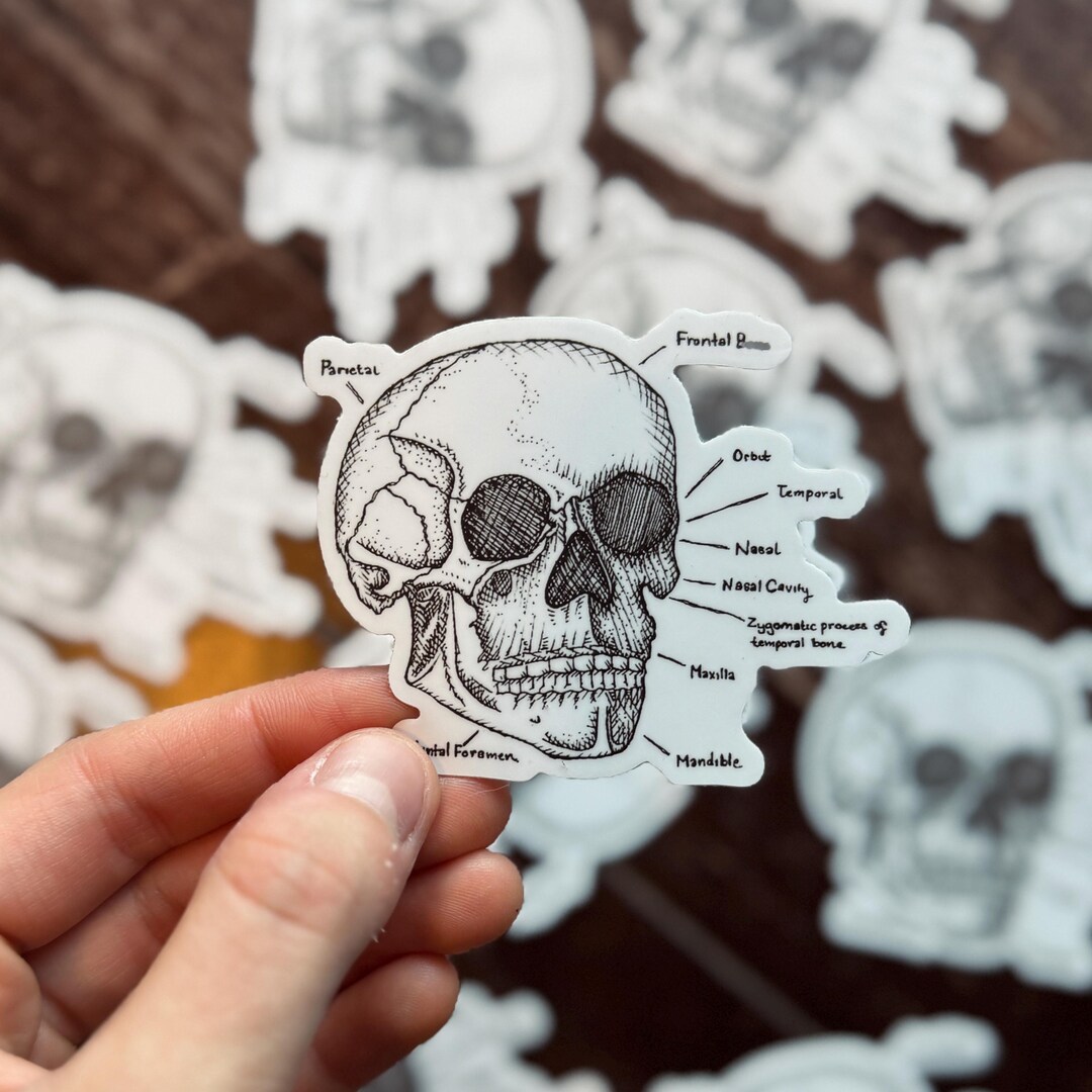 Skull Sticker, Skull Sticker for Water Bottle Laptop Guitar, Custom ...