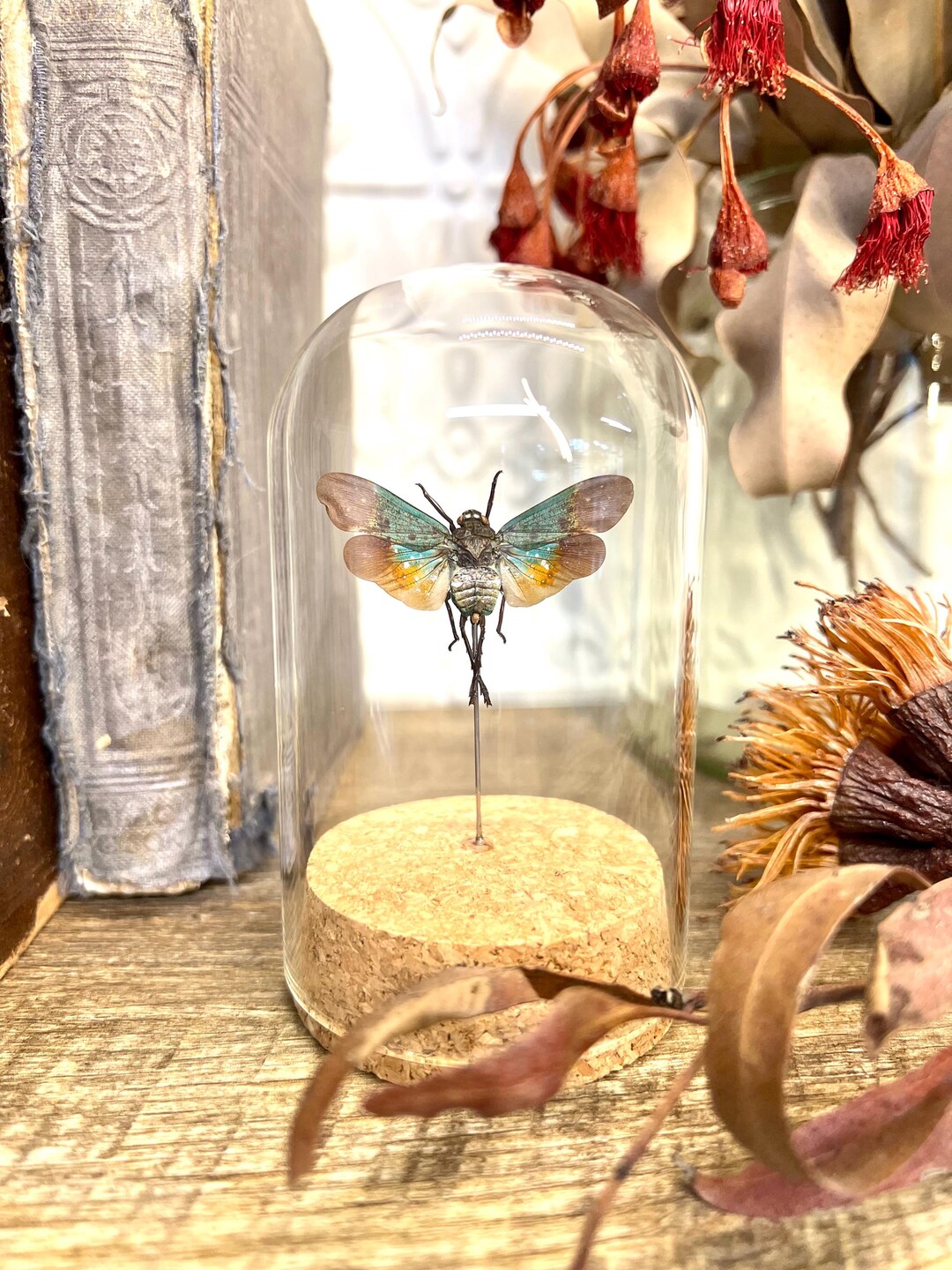 Real Colorful Lanternfly in a Glass Dome, Penthicodes Farinosus ...
