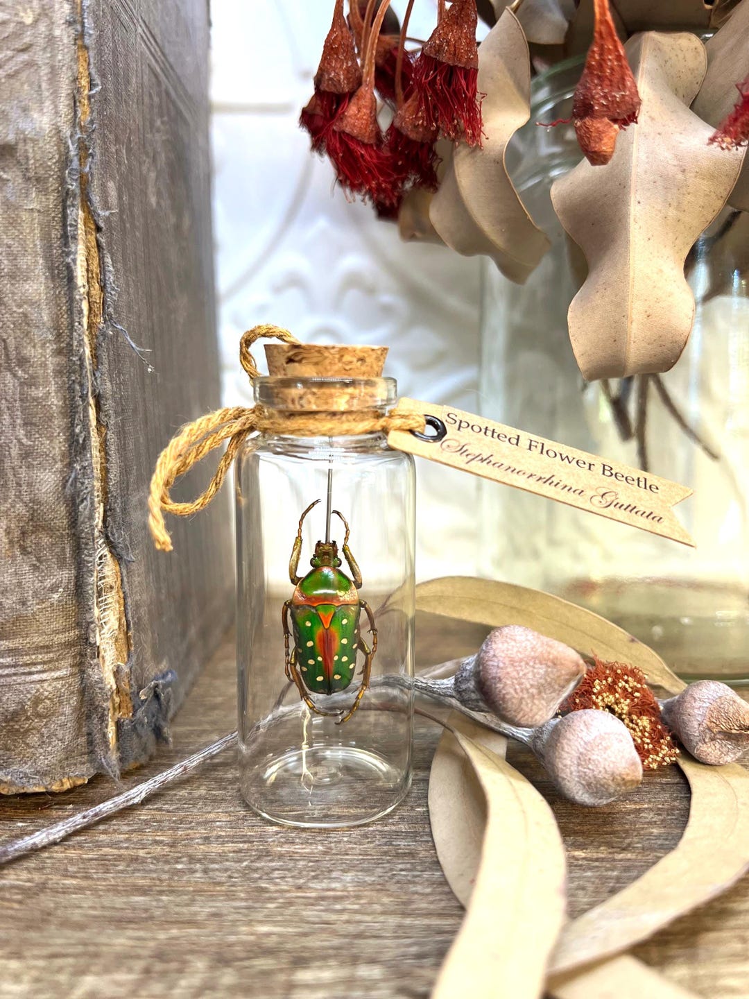 Real Beetle in a Bottle, Spotted Flower Beetle Stephanorrhina Guttata ...