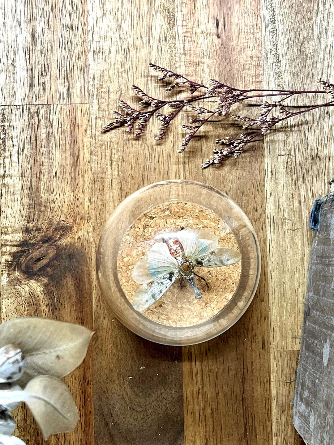 Real Colorful Lanternfly in a Glass Dome, Pyrops Clavata Entomology ...