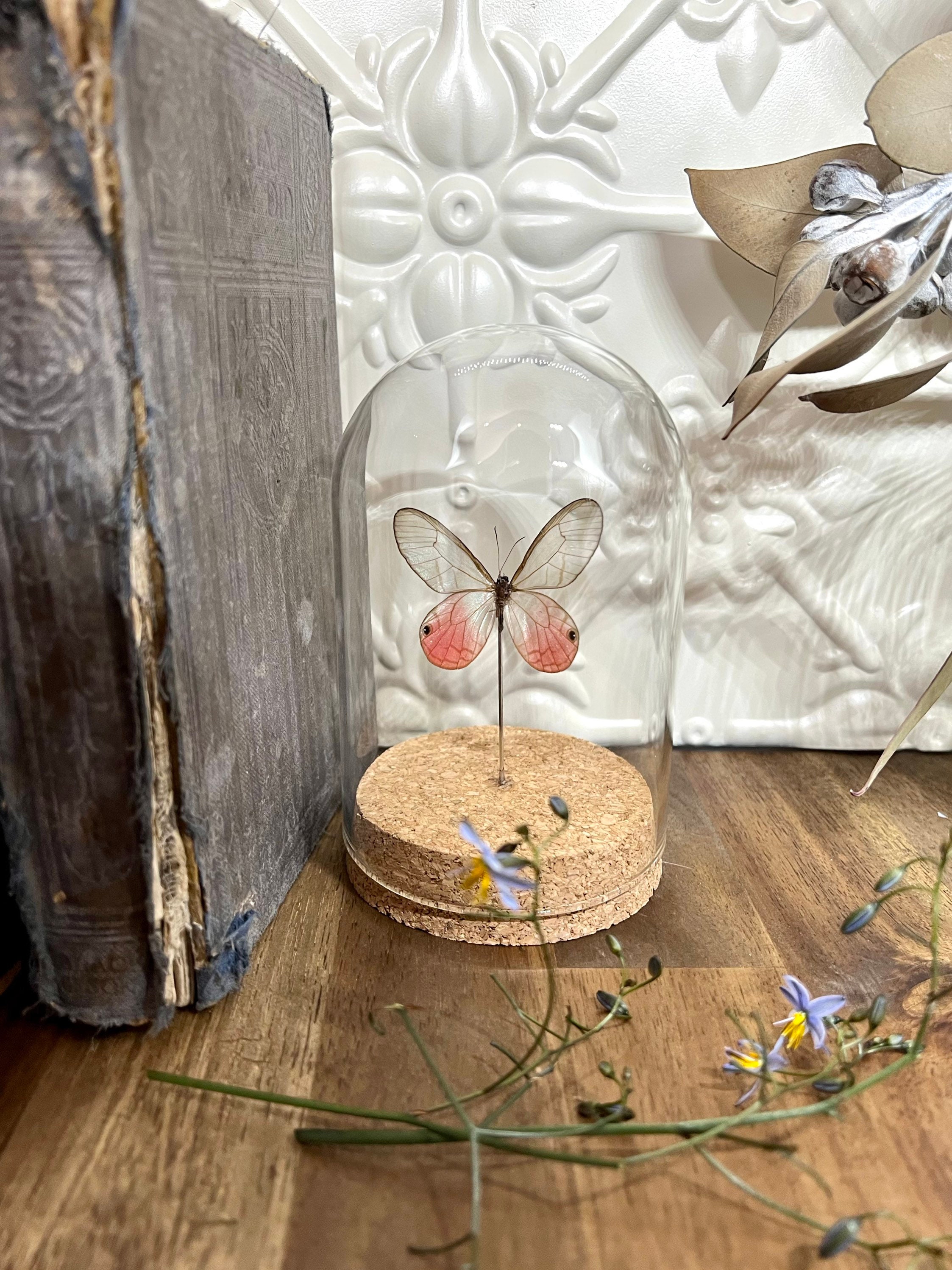 Real Pink Blushing Phantom Clearwing Butterfly in a Glass - Etsy Australia