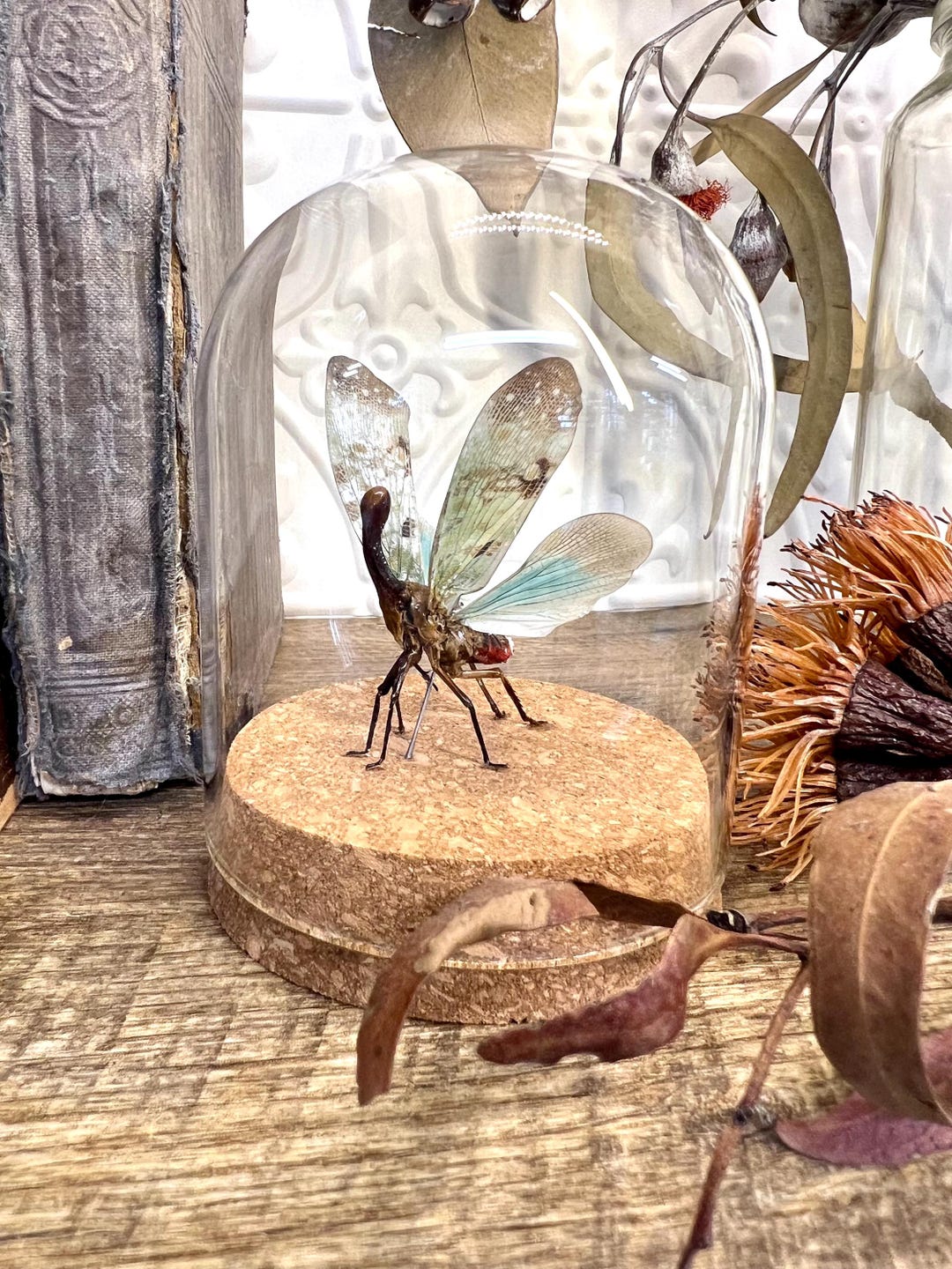 Real Colorful Lanternfly in a Glass Dome, Pyrops Clavata Entomology ...