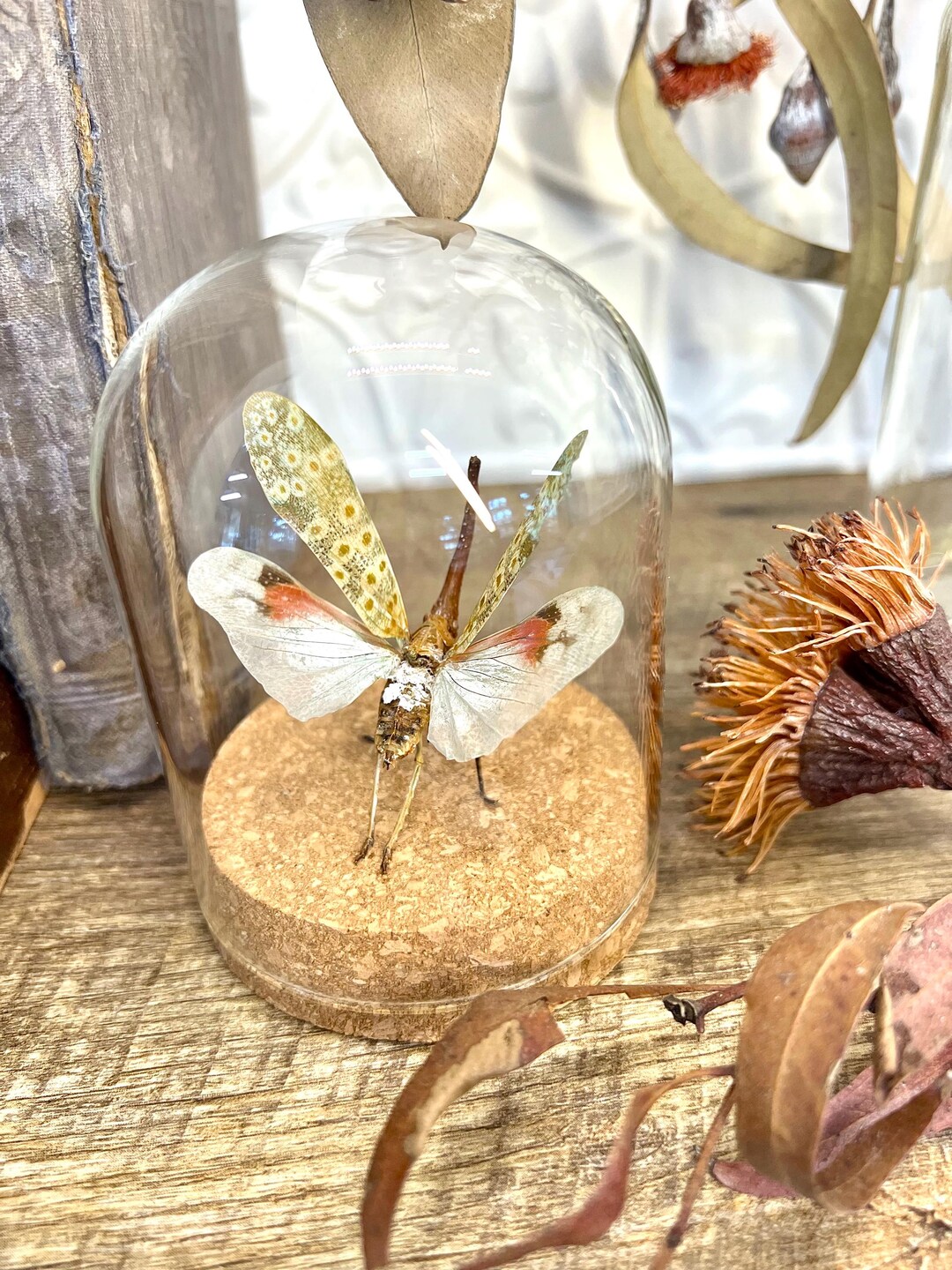 Real Colorful Lanternfly in a Glass Dome, Pyrops Oculata Entomology ...