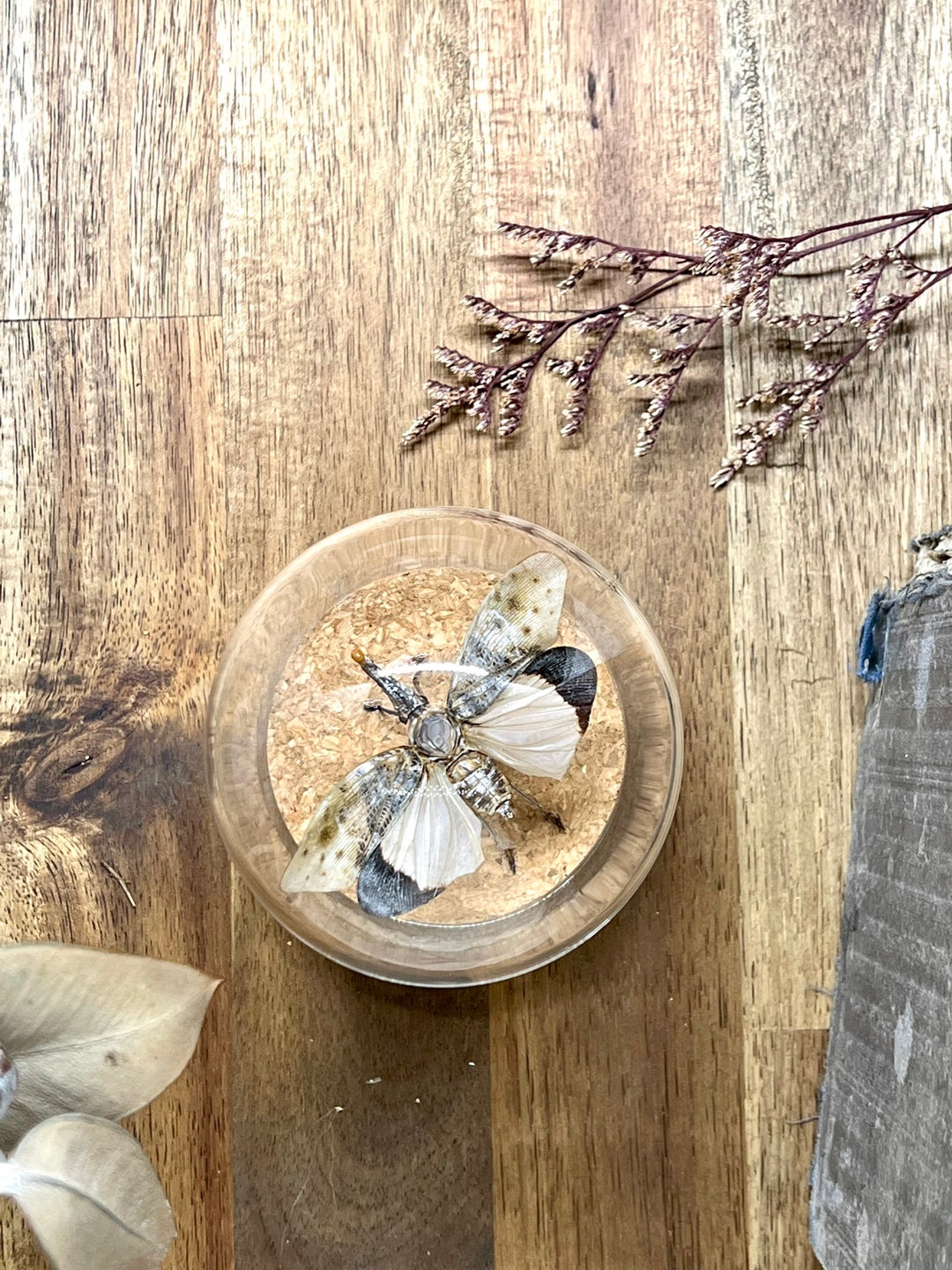 Real Colorful Lanternfly in a Glass Dome, Pyrops Astarte White ...