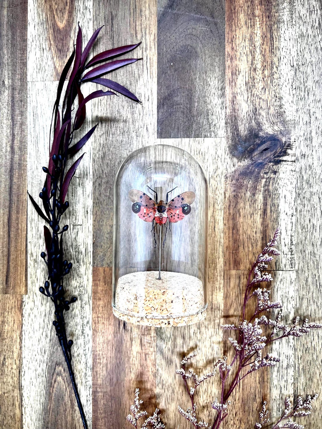Real Colorful Lanternfly in a Glass Dome, Penthicodes Atomaria ...