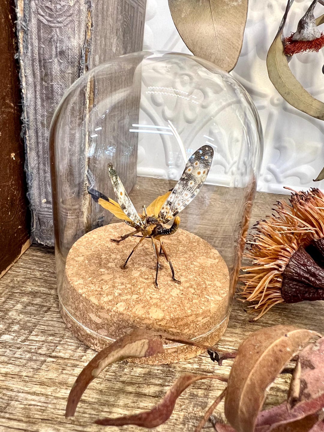 Real Colorful Lanternfly in a Glass Dome, Pyrops Sp. Entomology ...