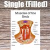Breast Anatomy Worksheet Single FILLABLE Digital Download Human Anatomy ...