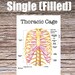 Thoracic Cage Anatomy Worksheet SINGLE FILLED | Etsy