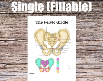 Breast Anatomy Worksheet Single FILLABLE Digital Download Human Anatomy ...