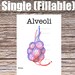 Alveoli Anatomy Worksheet- Single FILLABLE- Digital Download Human ...