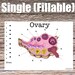 Ovary Anatomy Worksheet- Single FILLABLE- Digital Download Human ...