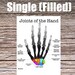 Joints of the Hand Anatomy Worksheet Single FILLED Digital Download ...