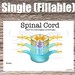 Spinal Cord Anatomy Worksheet- Single FILLABLE- Digital Download Human ...
