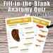 External Ear Anatomy QUIZ Worksheet + Answers- Digital Download ...