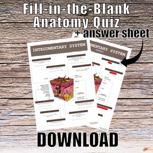 Integumentary System Anatomy QUIZ Worksheet + Answers - Digital ...