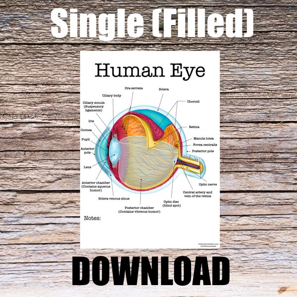 Human Eye Anatomy Poster - Etsy