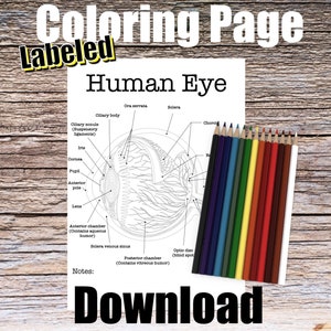 Human Eyeball Anatomy Coloring Page- LABELED- Digital Download Eye ...
