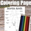 Anatomical Planes Anatomy Coloring Page- LABELED- Digital Download ...