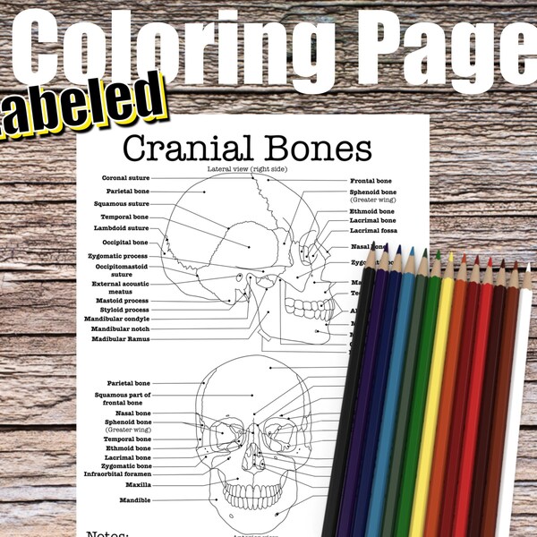 Thoracic Cage Anatomy Coloring Page LABELED Digital Download Ribcage ...