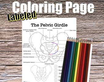 Pelvic Floor Anatomy Coloring Page- LABELED- Digital Download Muscle ...