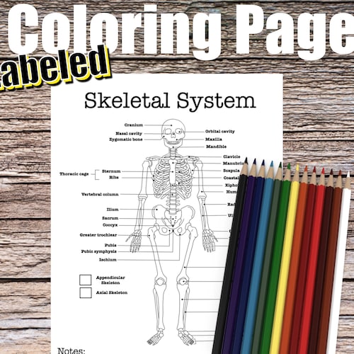 Skeletal System Anatomy Coloring Page LABELED Digital - Etsy