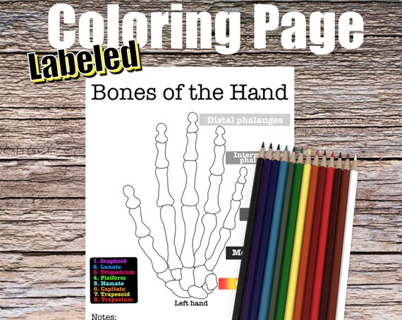 Labeled COLORING Pages - Anatomy, Medicine & Art
