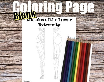 Muscles of the Lower Extremities Anatomy Coloring Page | Etsy UK